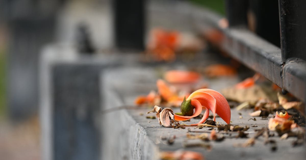 Balade à la découverte de l'Inde à Paris : un voyage sensoriel au cœur ...